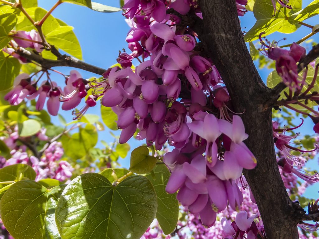 Close-up of purple spring blossom of Eastern Redbud, or Eastern Redbud ...
