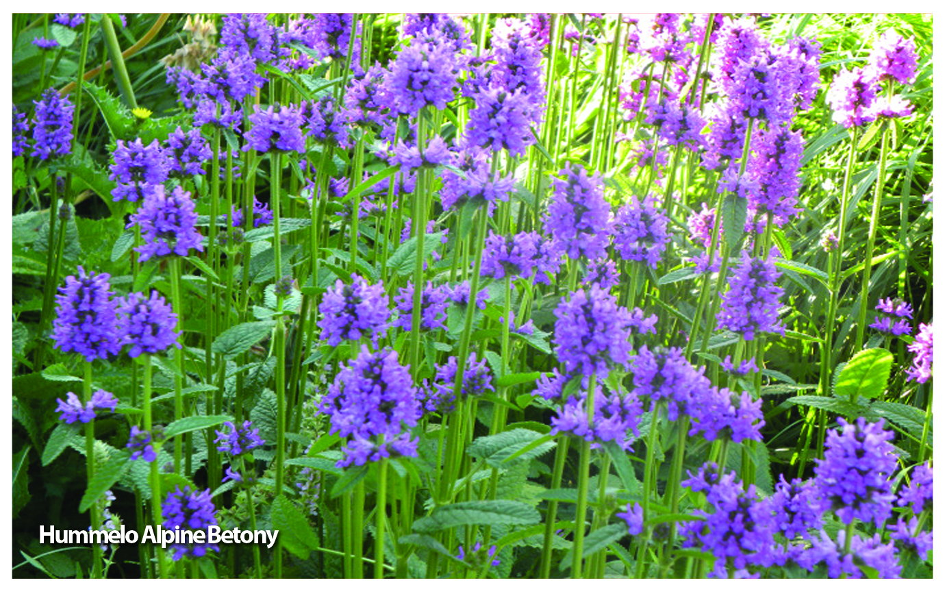 Hummelo Alpine Betony - Natorps