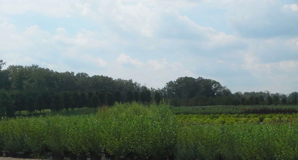 Natorp'sNurseryOutletHeadlineBackground - Natorps