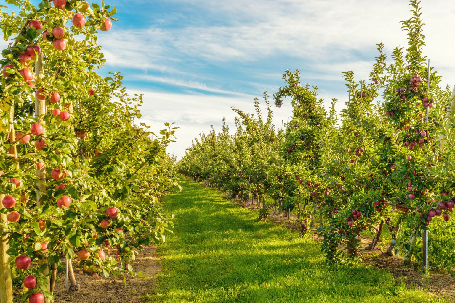 How to Grow Apple Trees in Cincinnati: Expert Tips from Natorp's