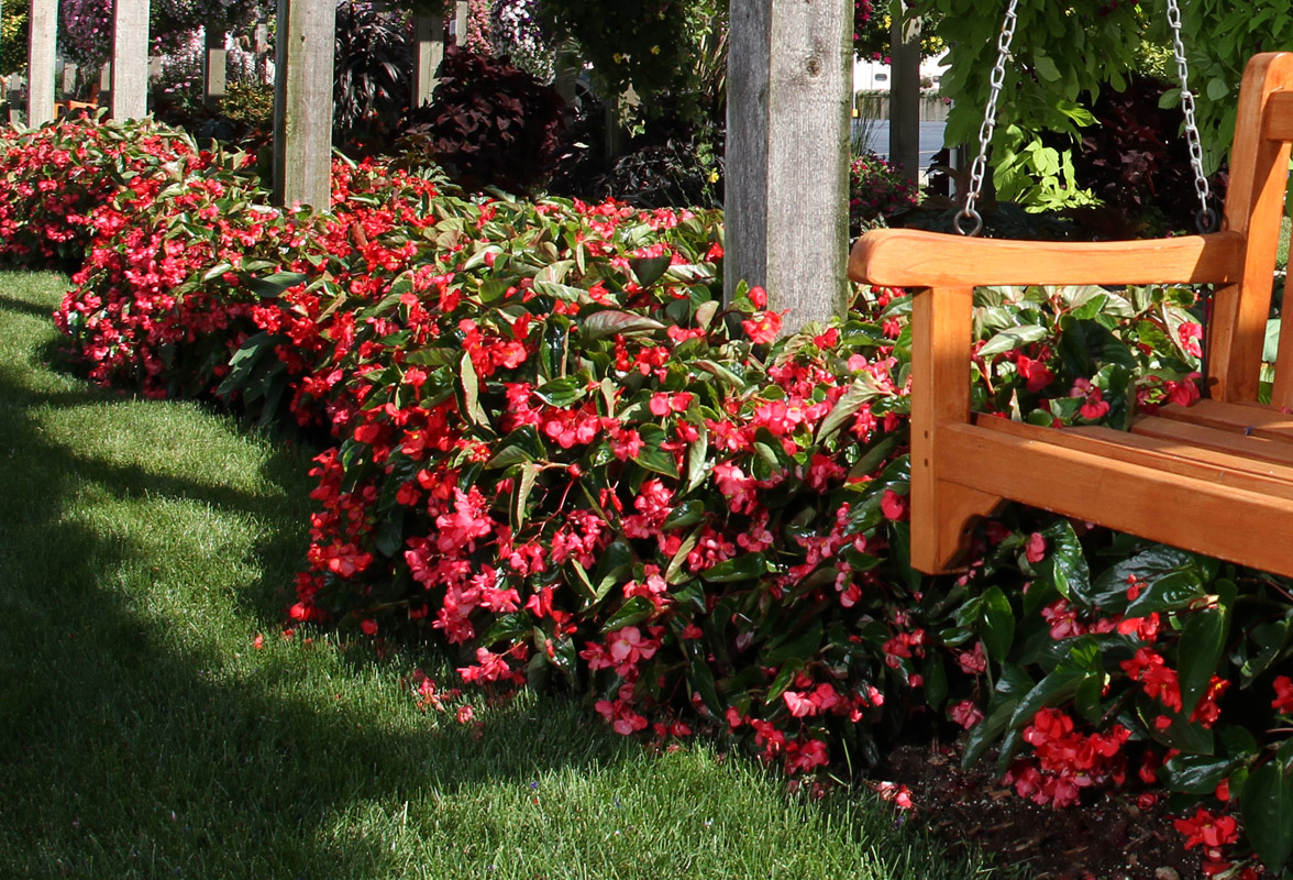 Dragon Wing Begonia A Must Have Annual For Cincinnati Gardens Dragon Wing Begonia A Must Have Annual For Cincinnati Gardens