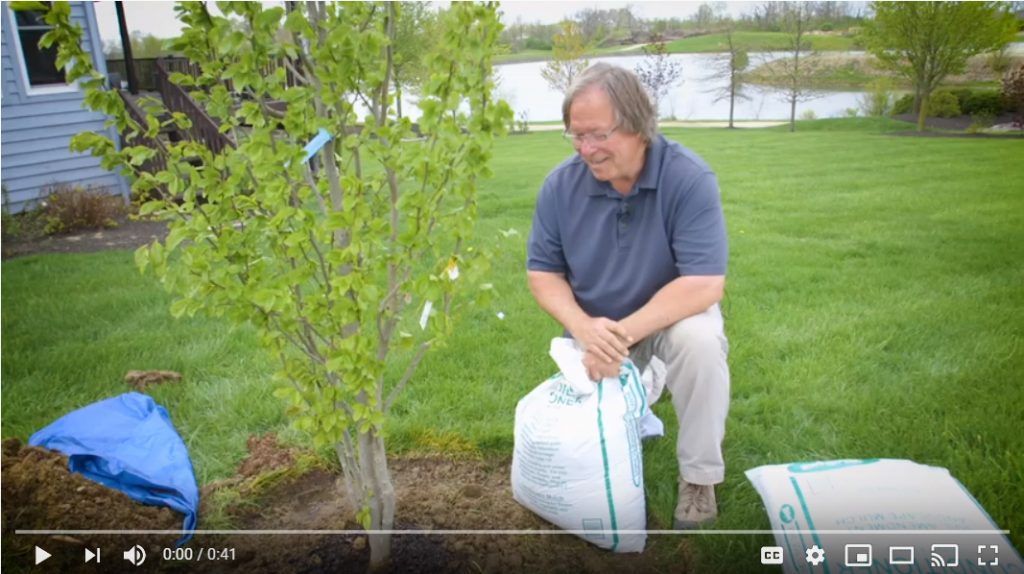 Mulching New Trees | Expert Tips from Natorp’s