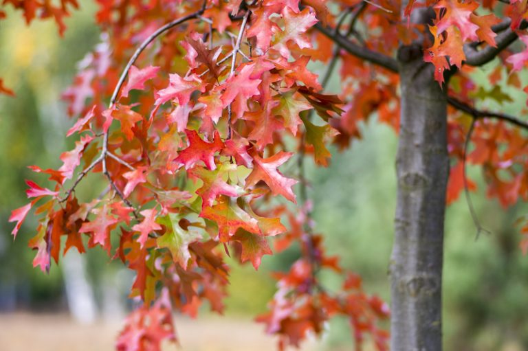 Scarlet Oak in fall - Natorps